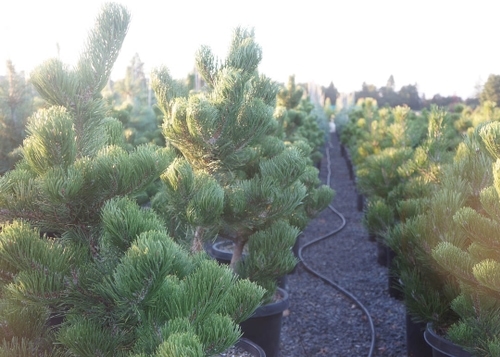 Oregon Green Austrian Pine Tree | Garden Gate Nursery