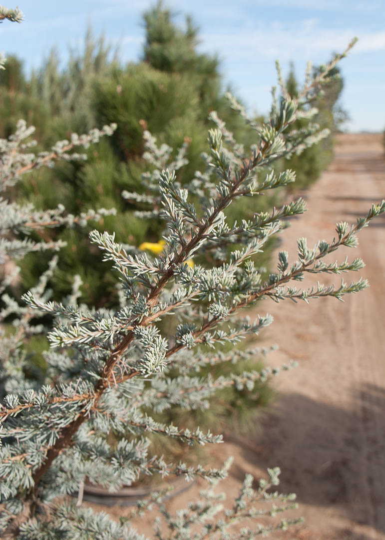 Blue Atlas Cedar Tree | Garden Gate Nursery