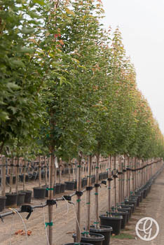 Armstrong Gold® Maple Tree | Garden Gate Nursery