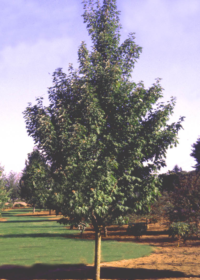 Celebration® Maple Tree | Garden Gate Nursery