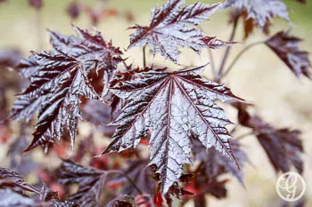 Dakota Pinnacle Birch Tree | Garden Gate Nursery