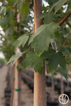 Burgundy Belle® Red Maple Tree | Buy Online, Pickup at Nursery