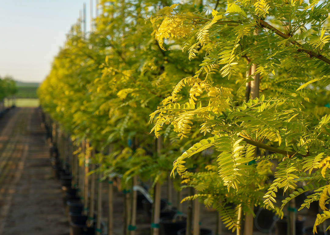 Sunburst® Honeylocust | Garden Gate Nursery