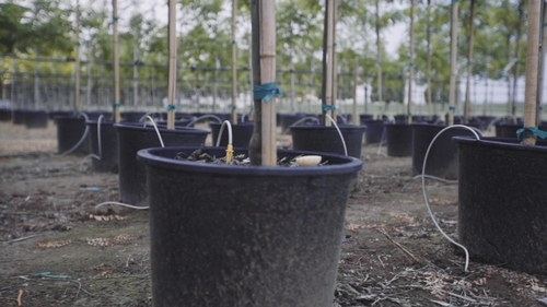 Flowering Plum Trees That Are Sure To Delight | Garden Gate Nursery