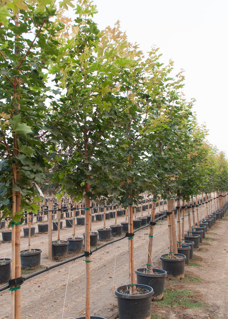 Pacific Sunset Maple Tree | Buy Online, Pickup at Nursery