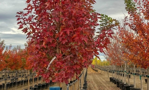 Urban Sunset Maple Tree | Garden Gate Nursery