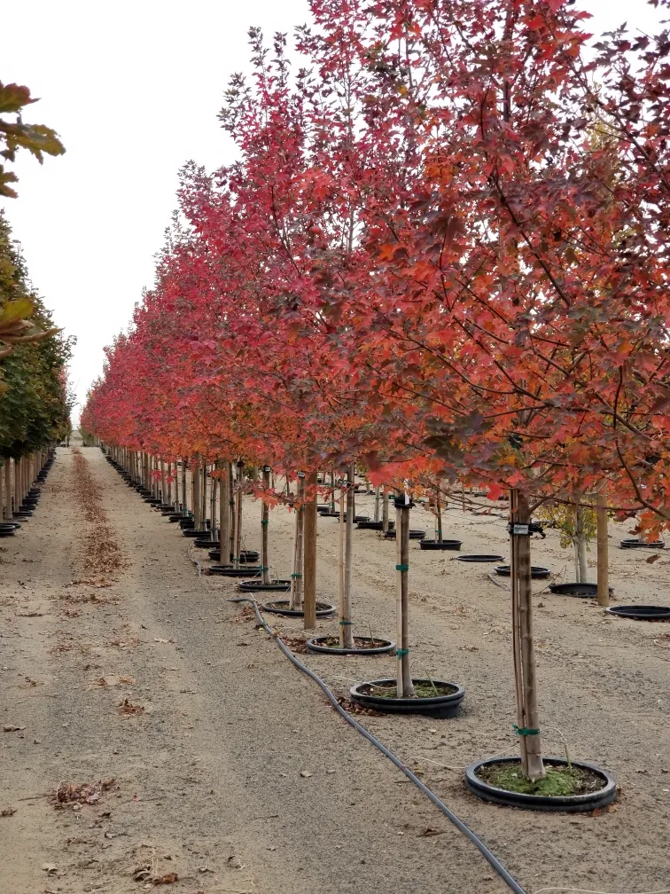 Brandywine Red Maple Tree | Garden Gate Nursery