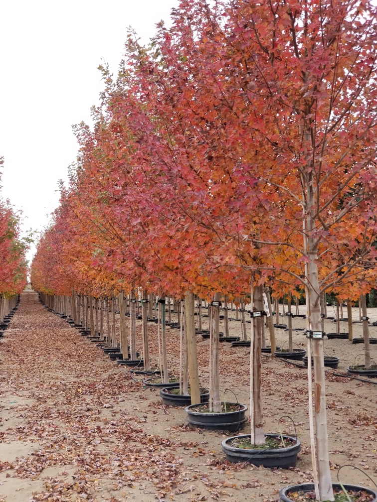 Autumn Blaze® Maple Tree | Garden Gate Nursery