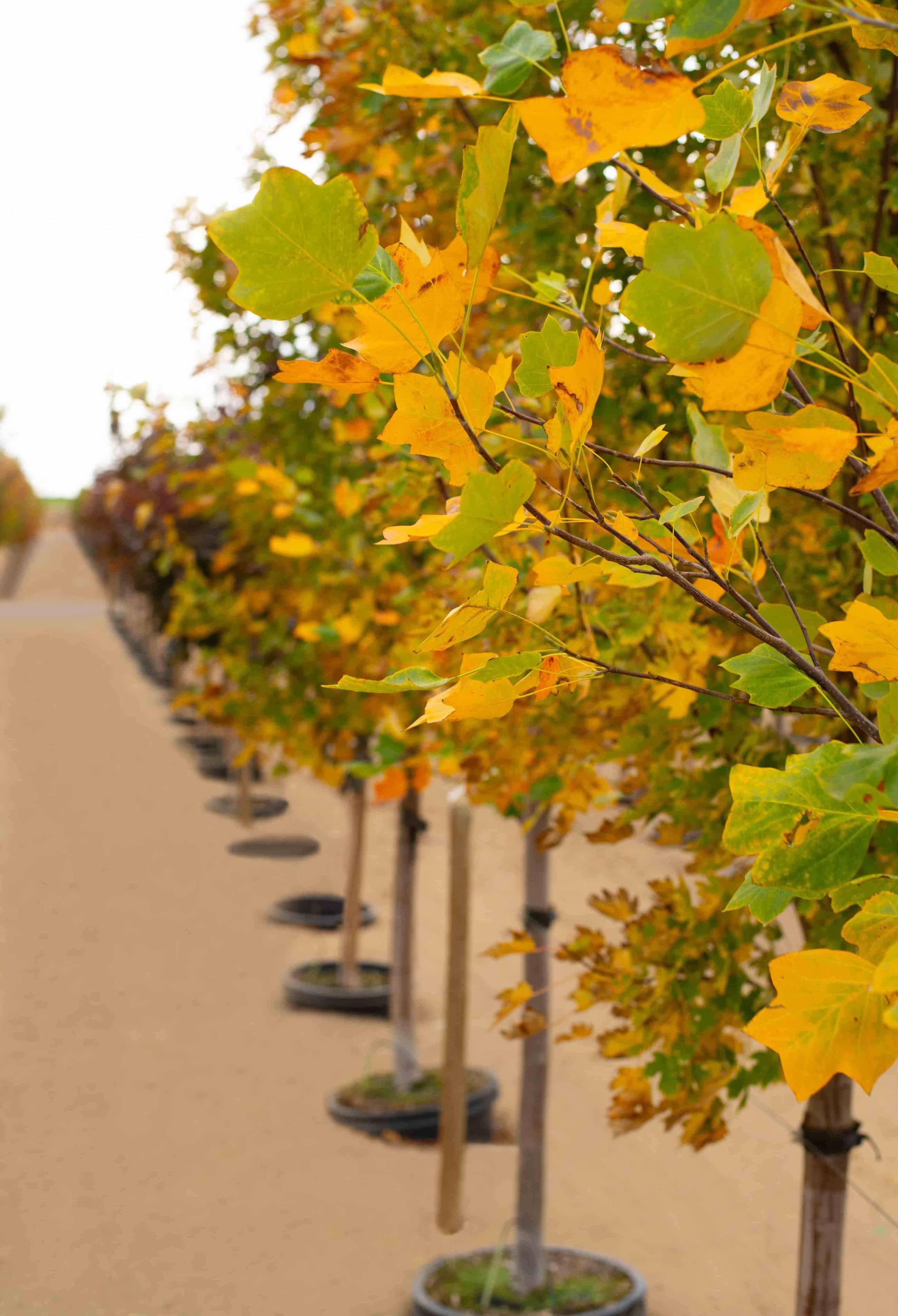 Introducing the Emerald City® Tulip Tree | Garden Gate Nursery
