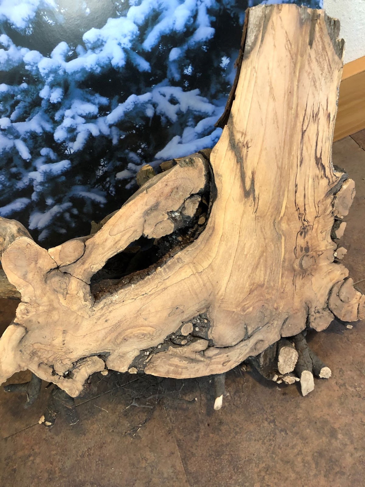 Cut roots at planting to avoid future tree failure. | Garden Gate Nursery