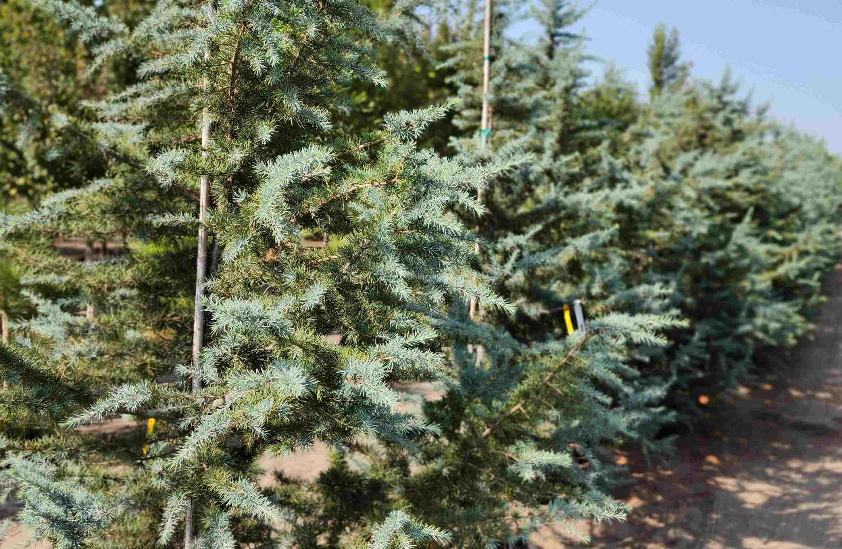 How does soil pH affect tree health? | Garden Gate Nursery