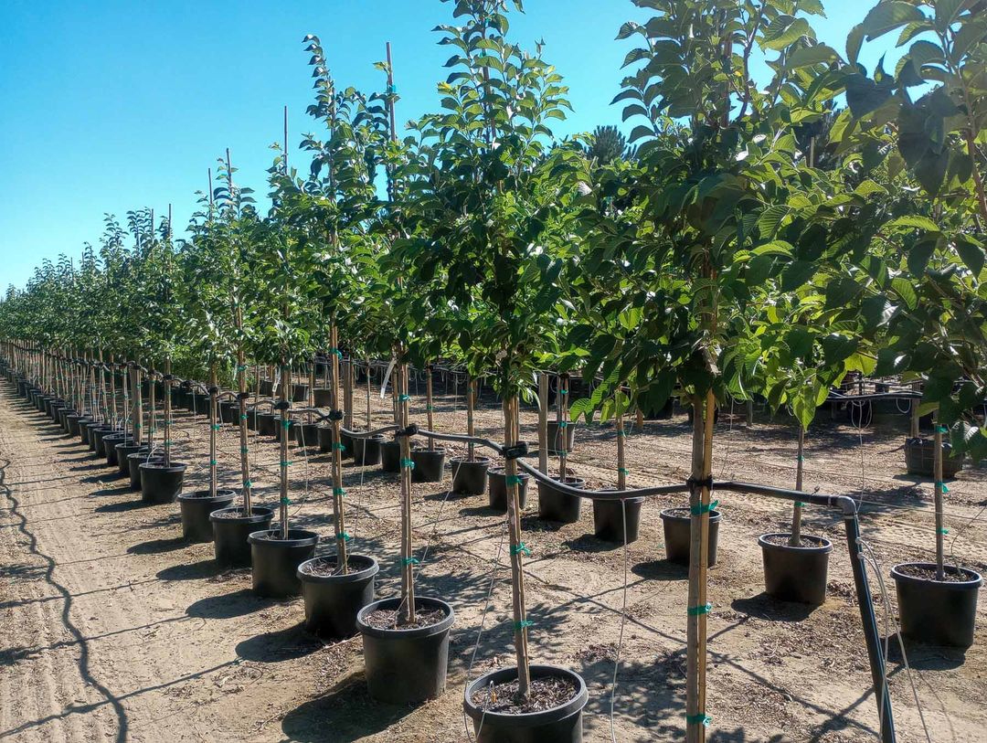 Emerald Sunshine® Elm | Garden Gate Nursery