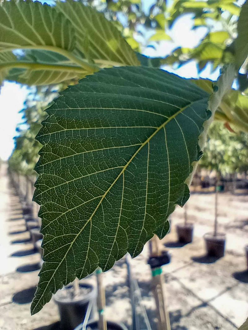 Emerald Sunshine® Elm | Garden Gate Nursery