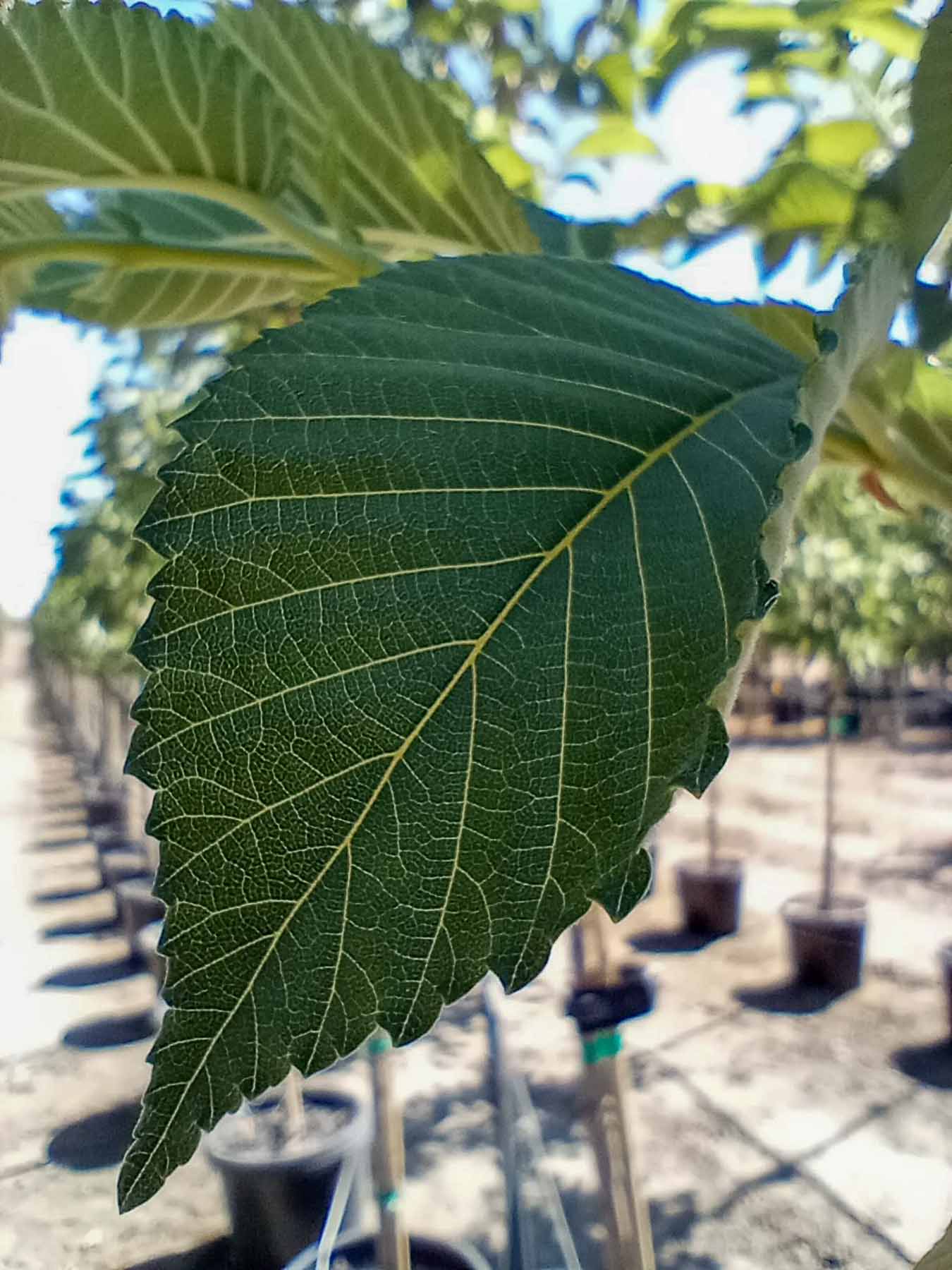 Emerald Sunshine® Elm | Garden Gate Nursery