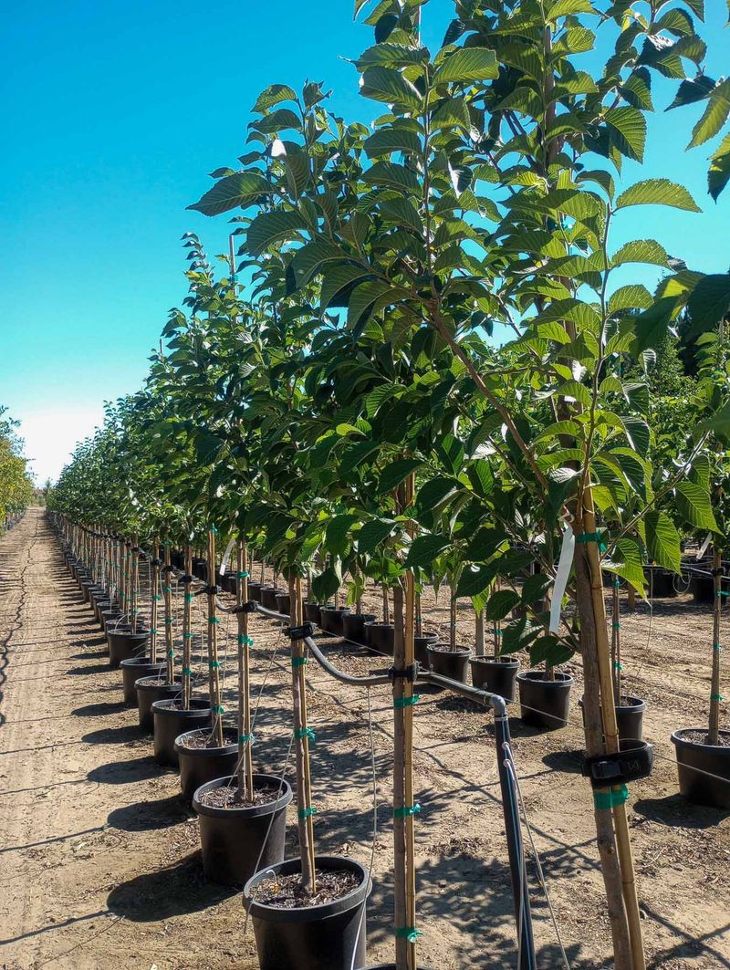 Emerald Sunshine® Elm | Garden Gate Nursery