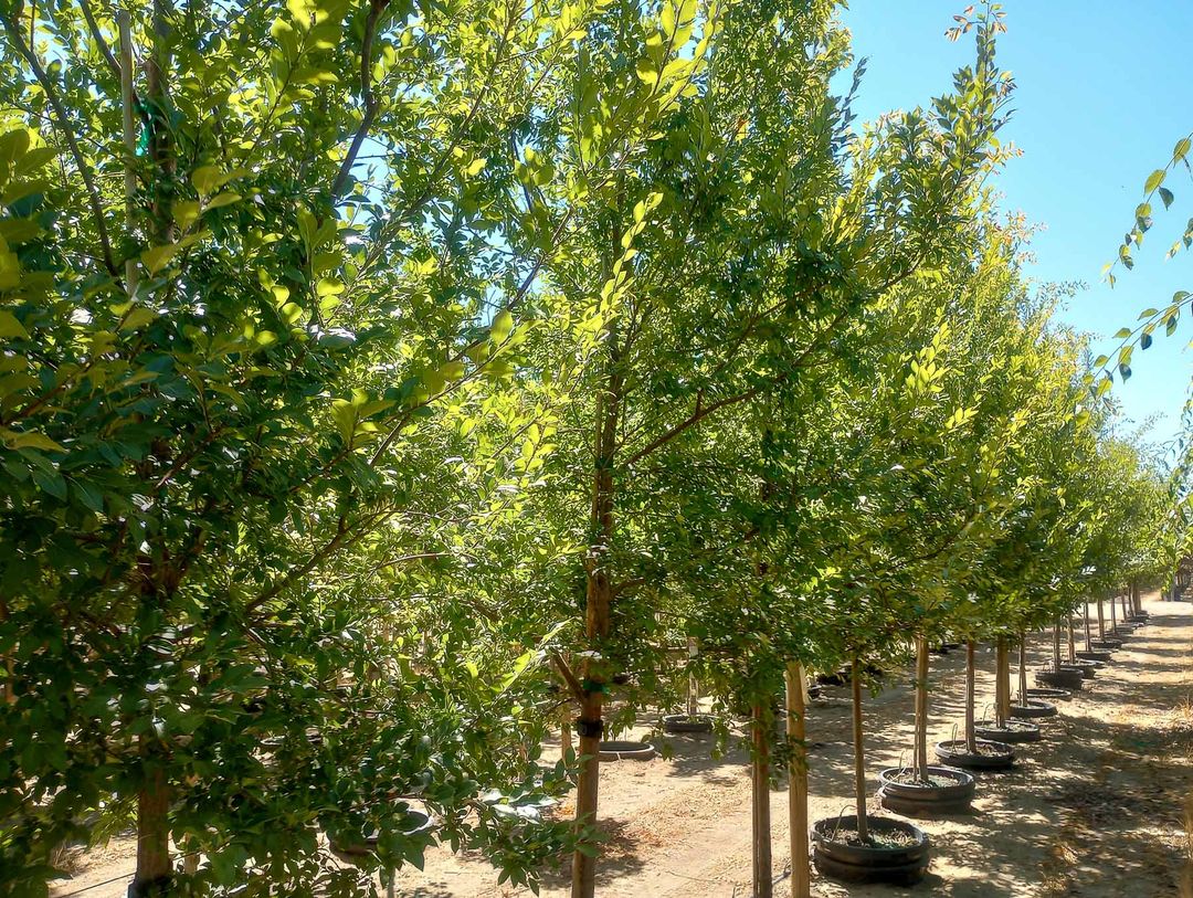 Dynasty Elm | Garden Gate Nursery