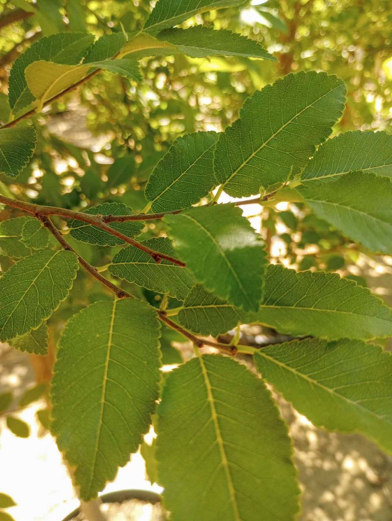 Dynasty Elm | Garden Gate Nursery