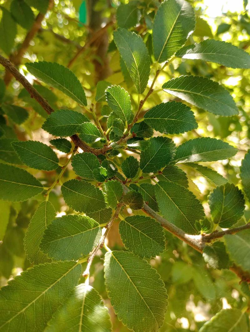 Dynasty Elm | Garden Gate Nursery