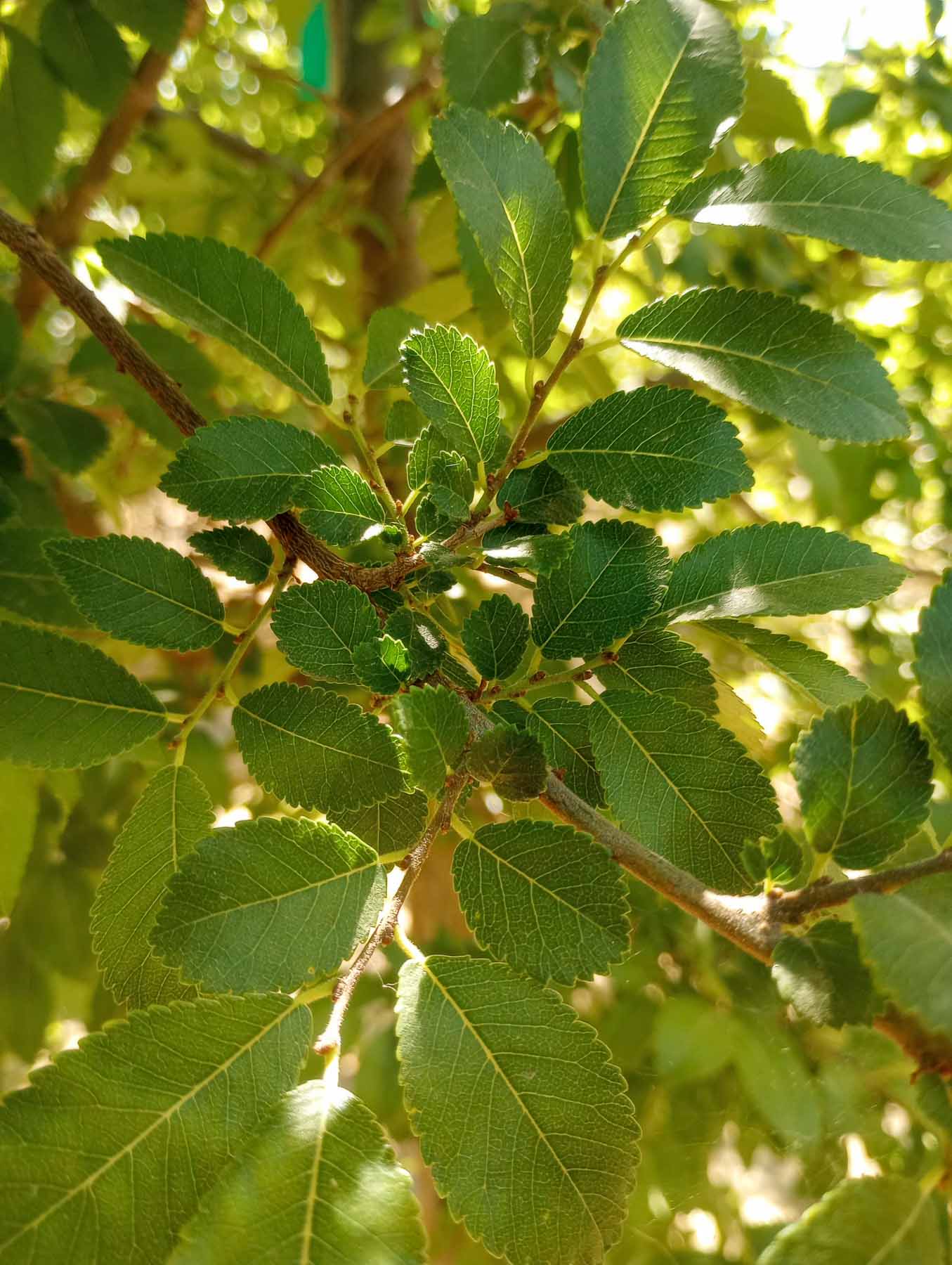 Dynasty Elm | Garden Gate Nursery