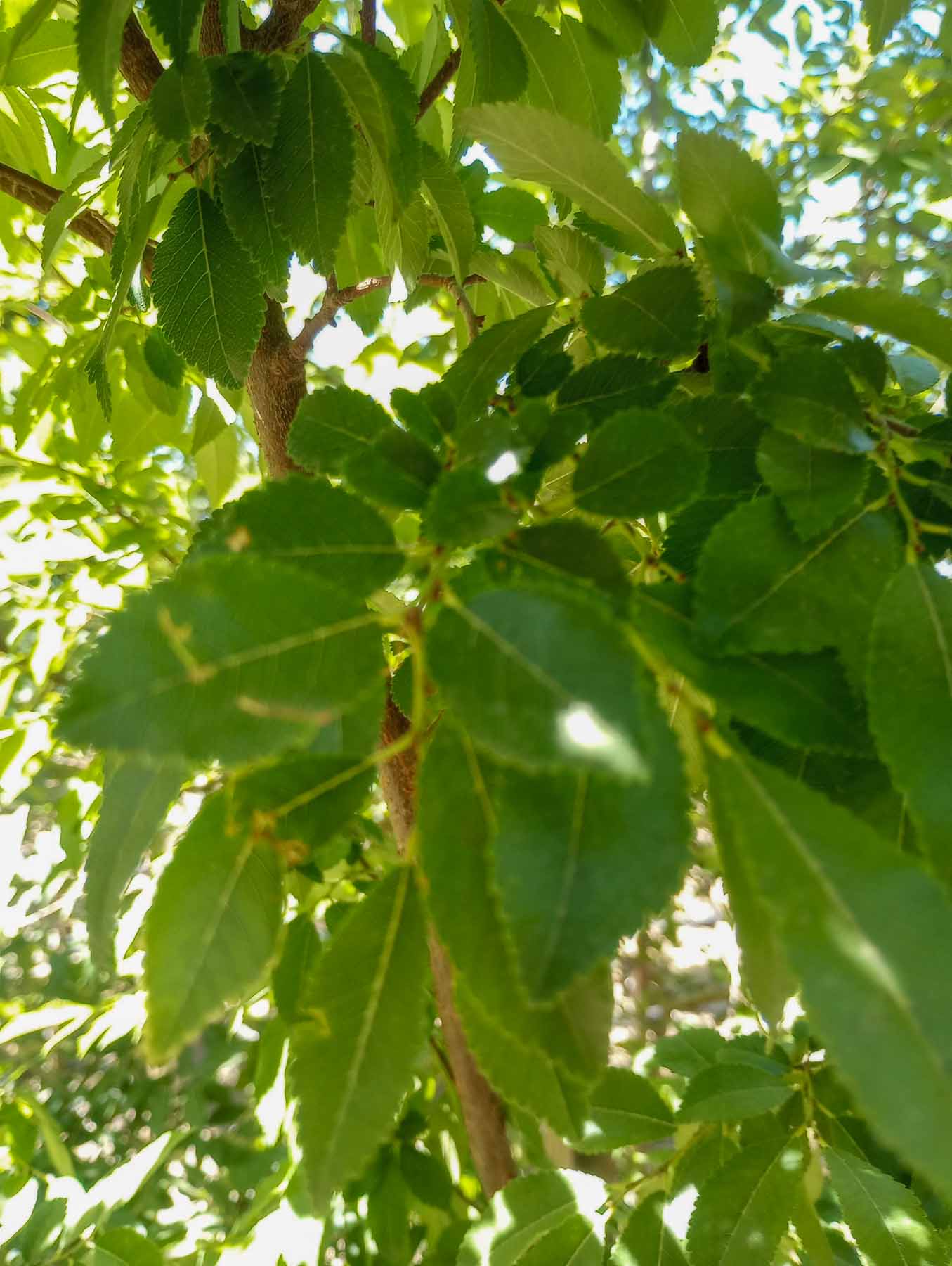 Dynasty Elm | Garden Gate Nursery