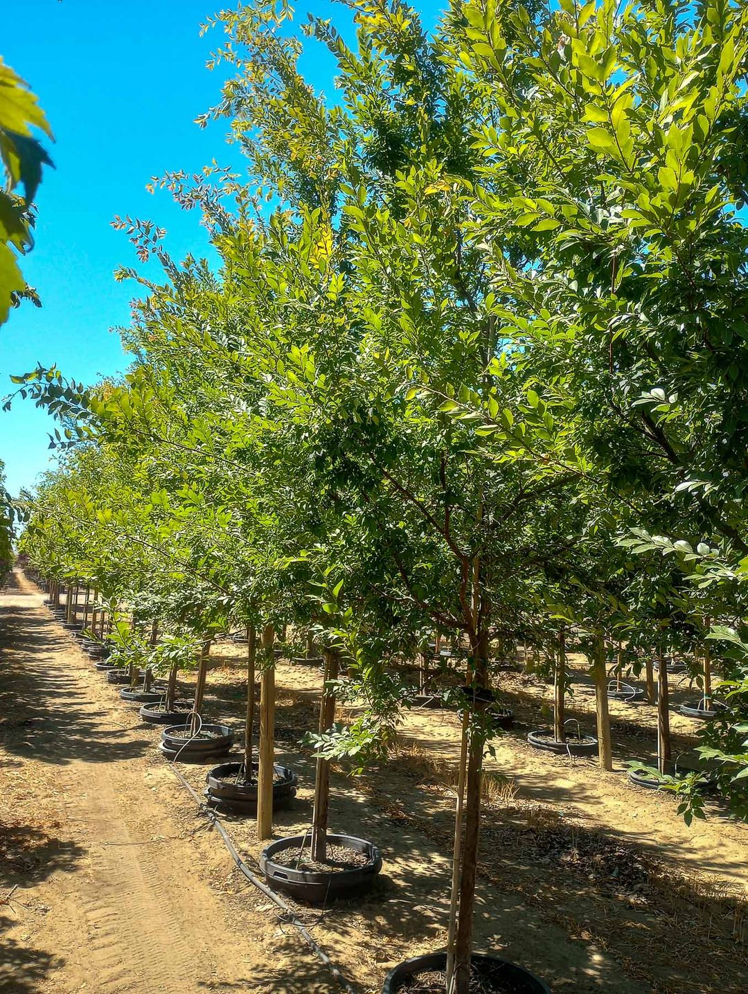 Dynasty Elm | Garden Gate Nursery