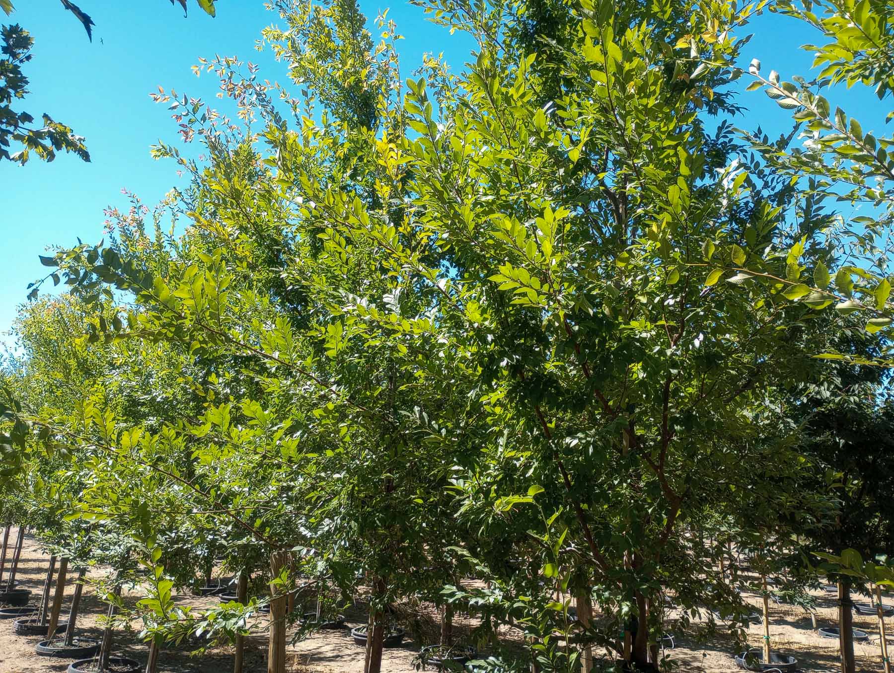 Dynasty Elm | Garden Gate Nursery