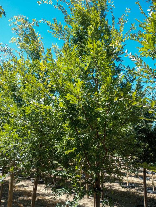 Dynasty Elm | Garden Gate Nursery