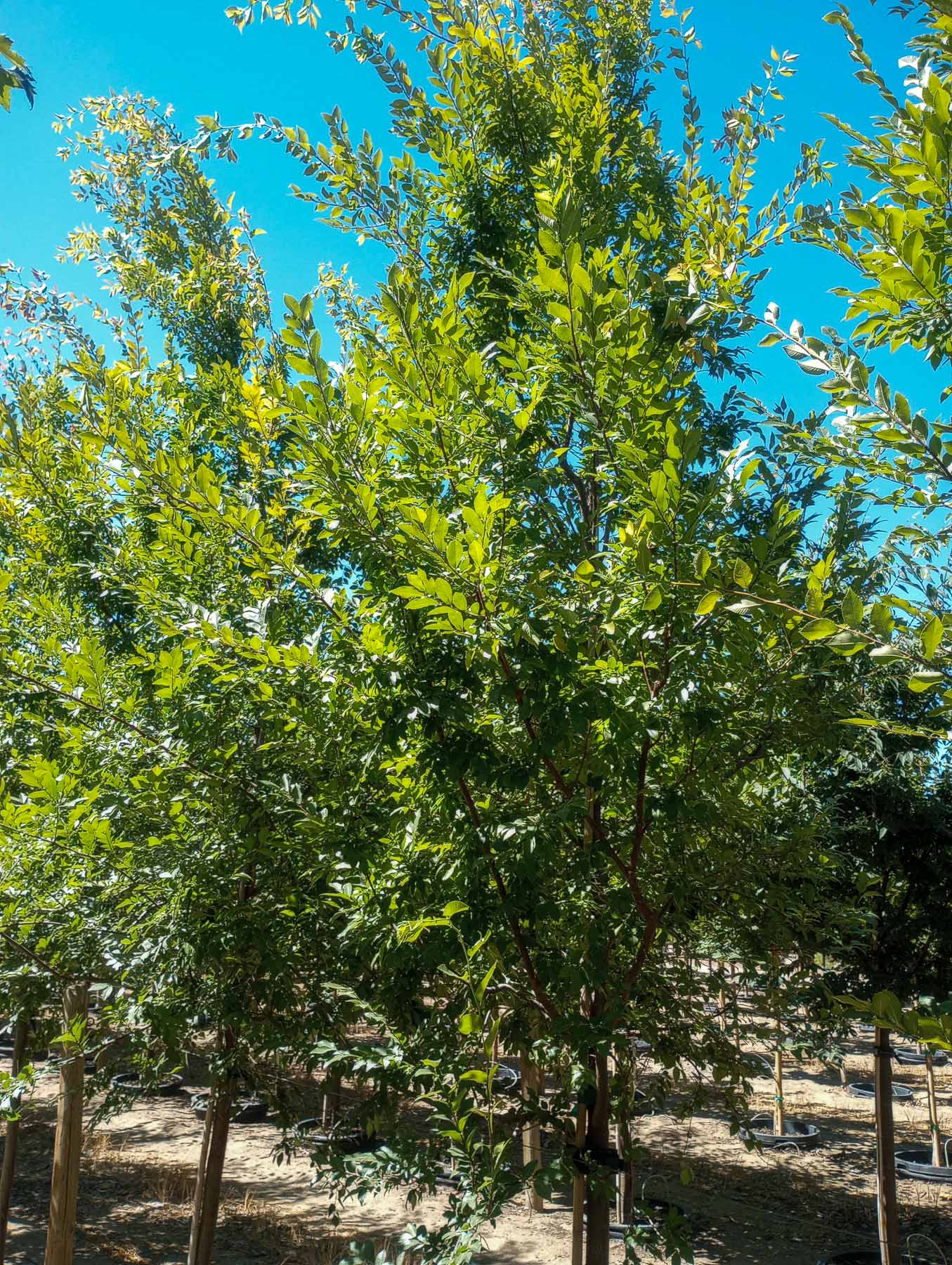 Dynasty Elm | Garden Gate Nursery