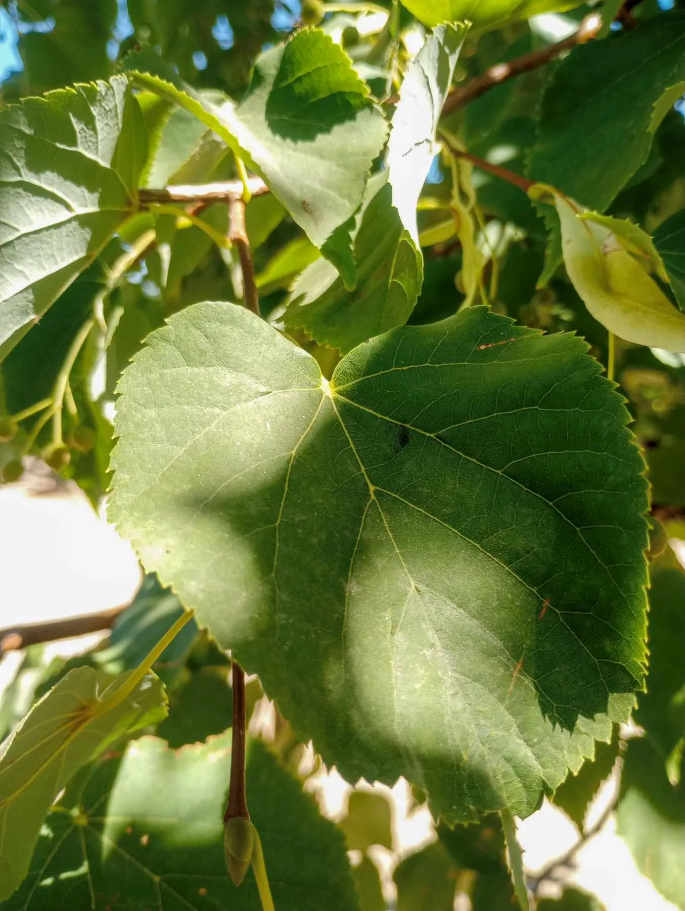 Littleleaf Linden | Garden Gate Nursery