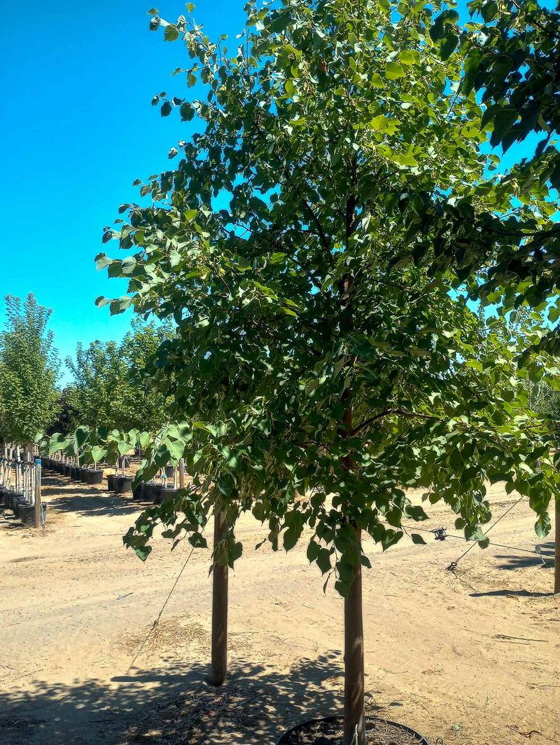 Littleleaf Linden | Garden Gate Nursery