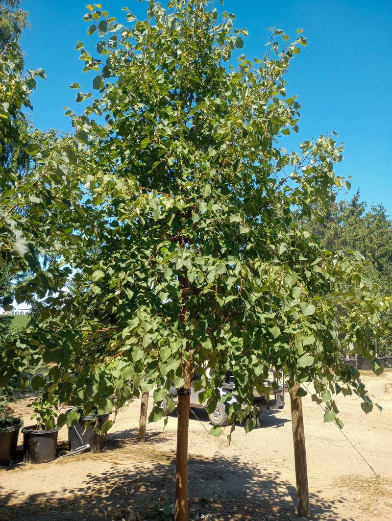 Littleleaf Linden | Garden Gate Nursery