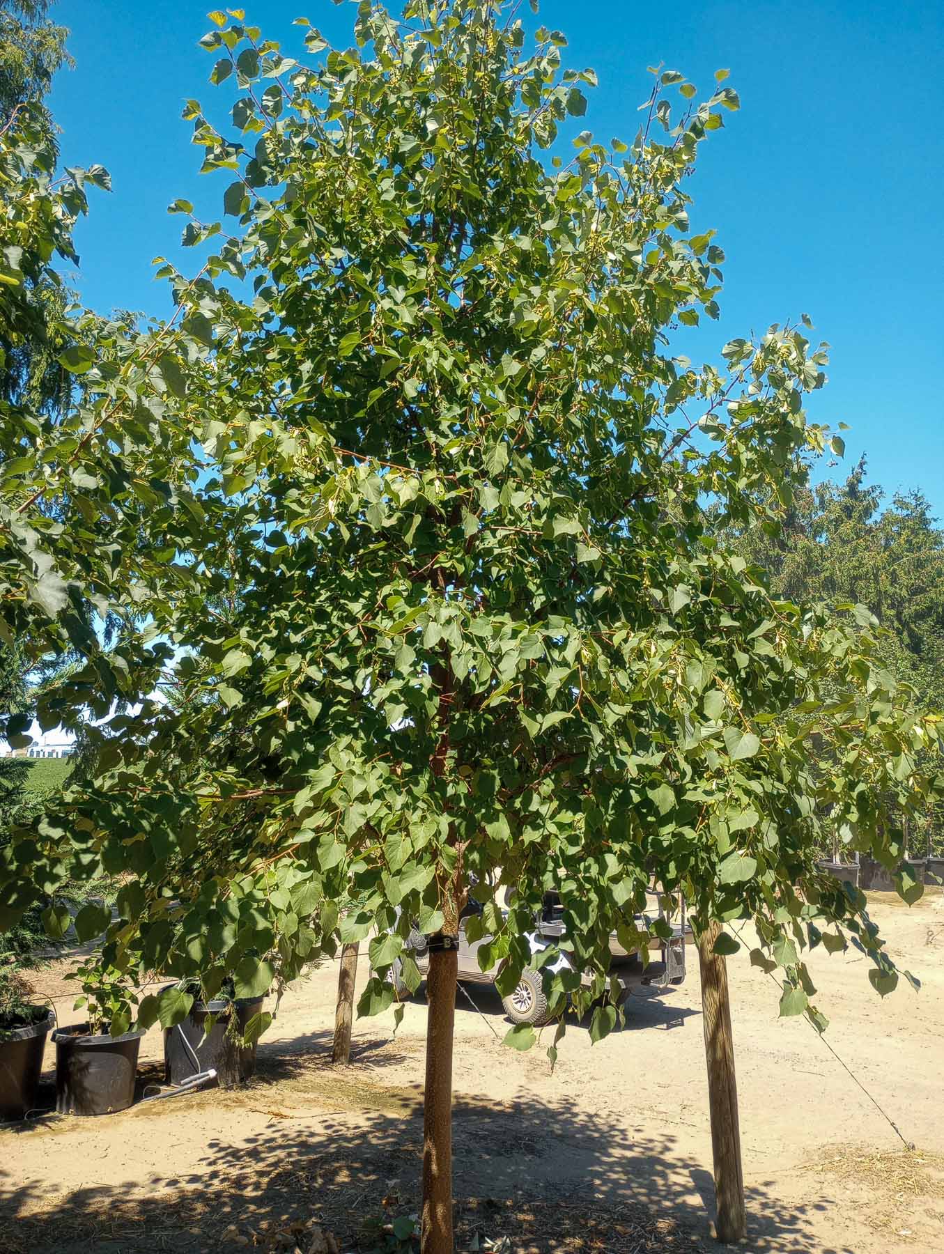 Littleleaf Linden | Garden Gate Nursery