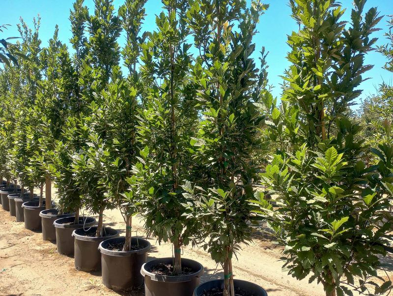 Beacon® Oak | Garden Gate Nursery