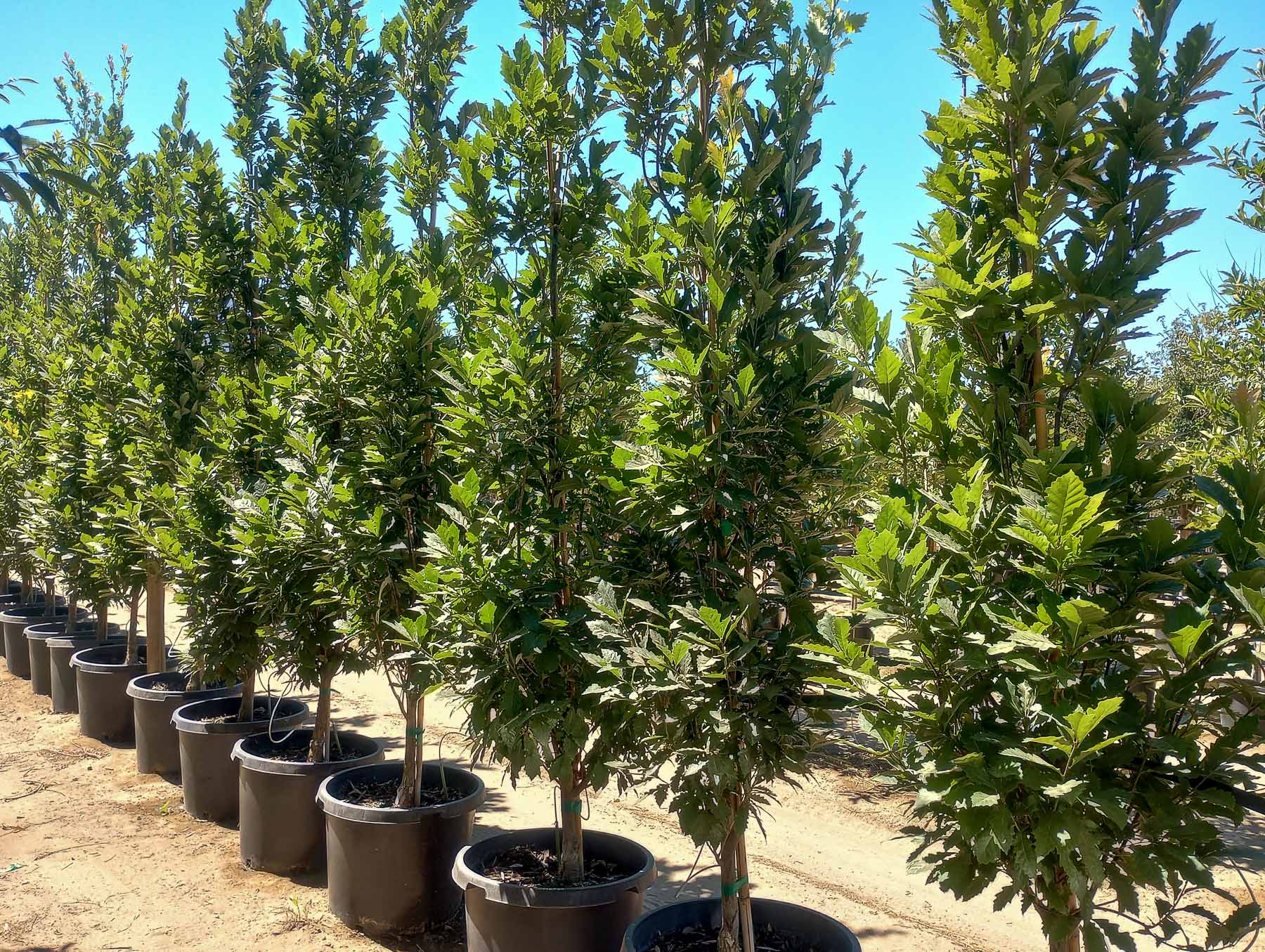 Beacon® Oak | Garden Gate Nursery