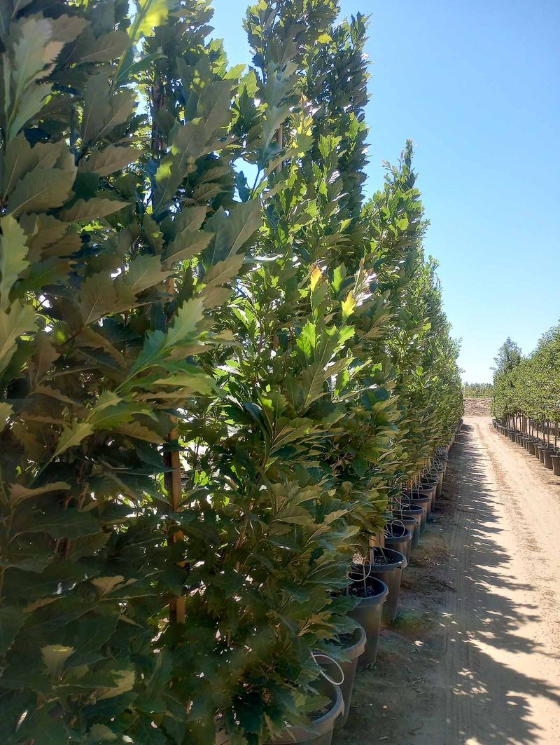 Beacon® Oak | Garden Gate Nursery