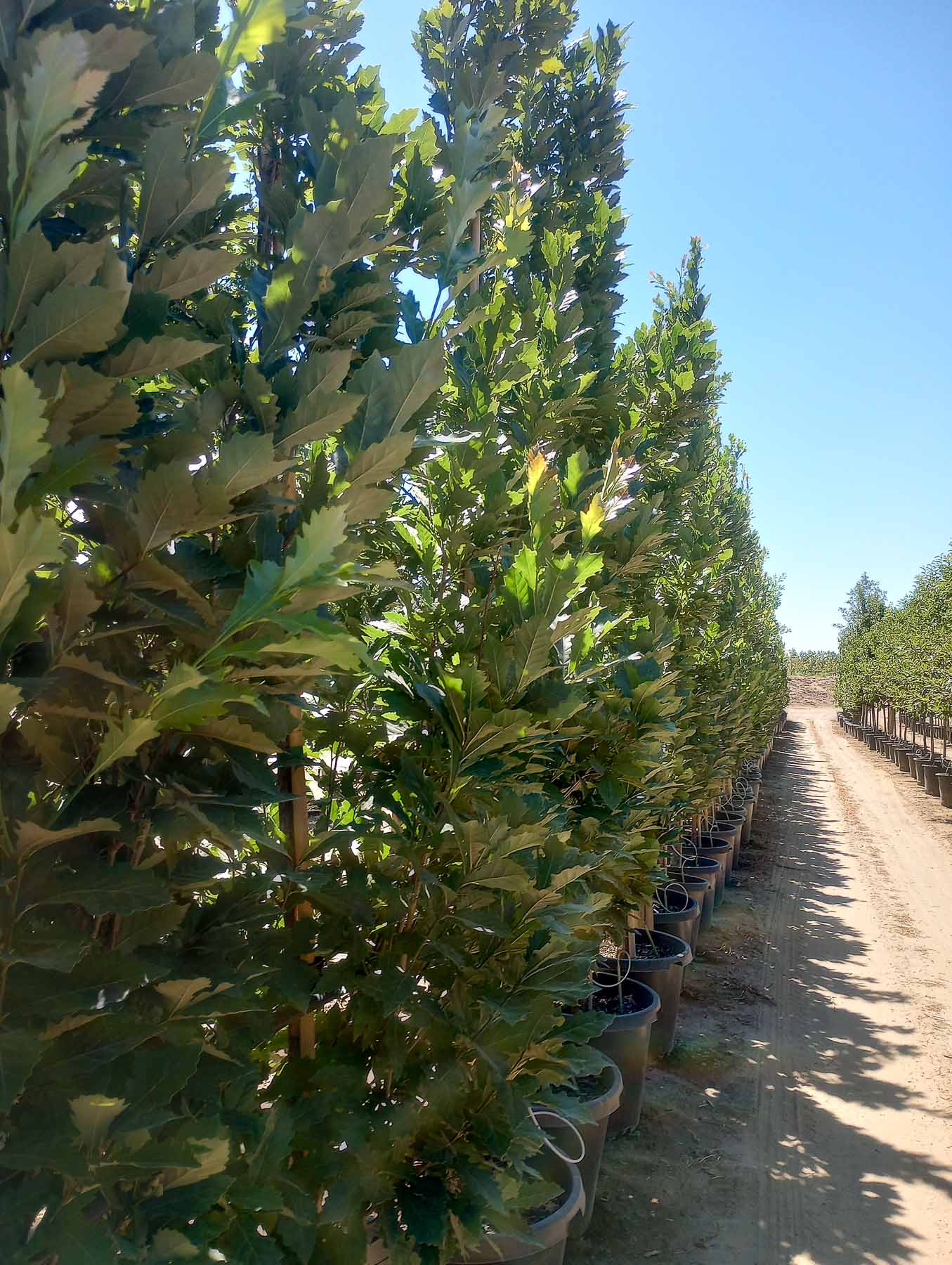 Beacon® Oak | Garden Gate Nursery
