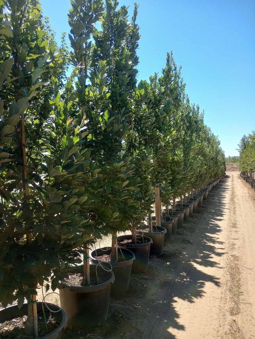 Beacon® Oak | Garden Gate Nursery