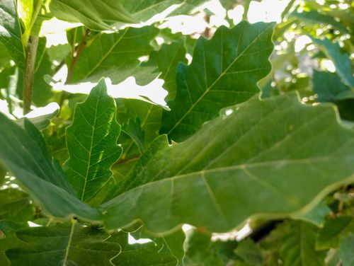 Beacon® Oak | Garden Gate Nursery