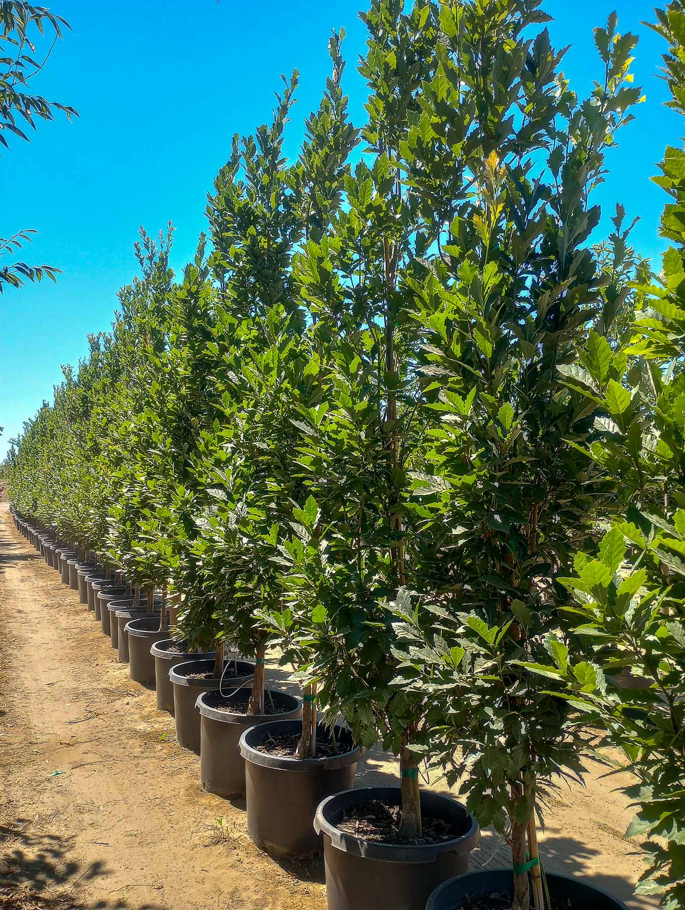 Beacon® Oak | Garden Gate Nursery