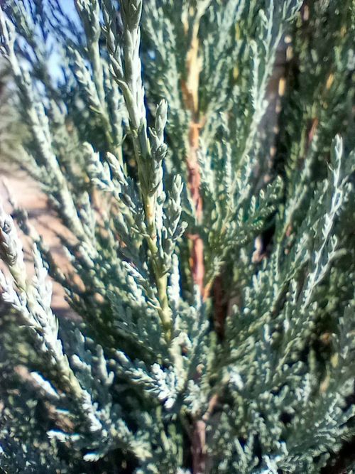 Blue Arrow Juniper | Garden Gate Nursery