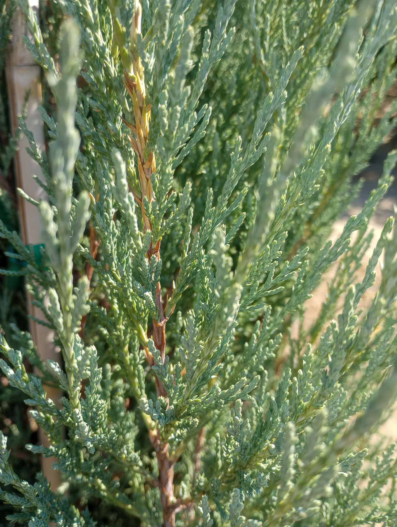 Blue Arrow Juniper | Garden Gate Nursery
