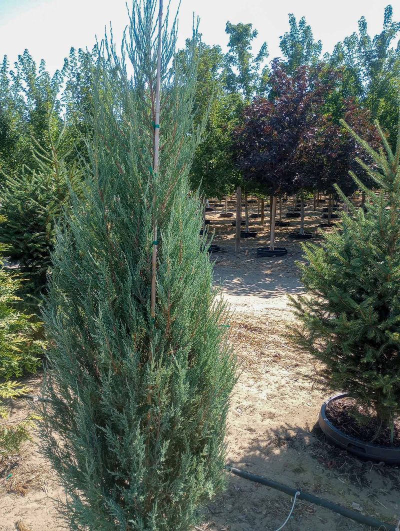 Blue Arrow Juniper | Garden Gate Nursery