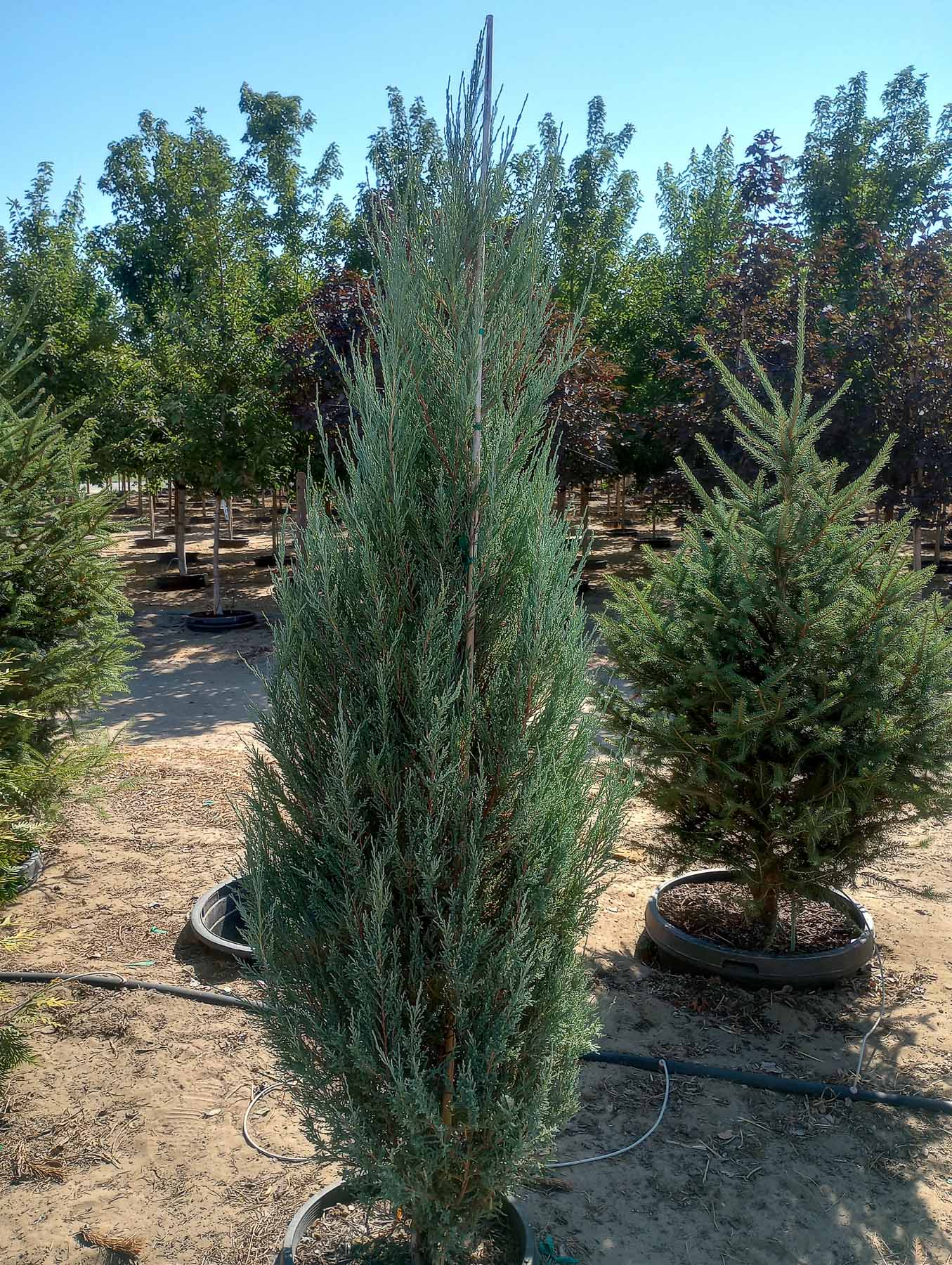 Blue Arrow Juniper | Garden Gate Nursery