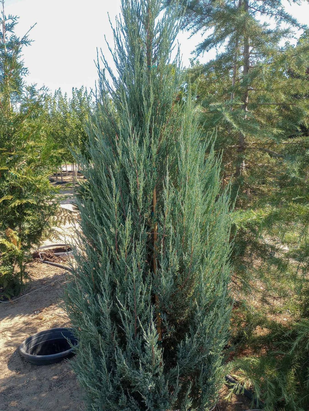 Blue Arrow Juniper | Garden Gate Nursery
