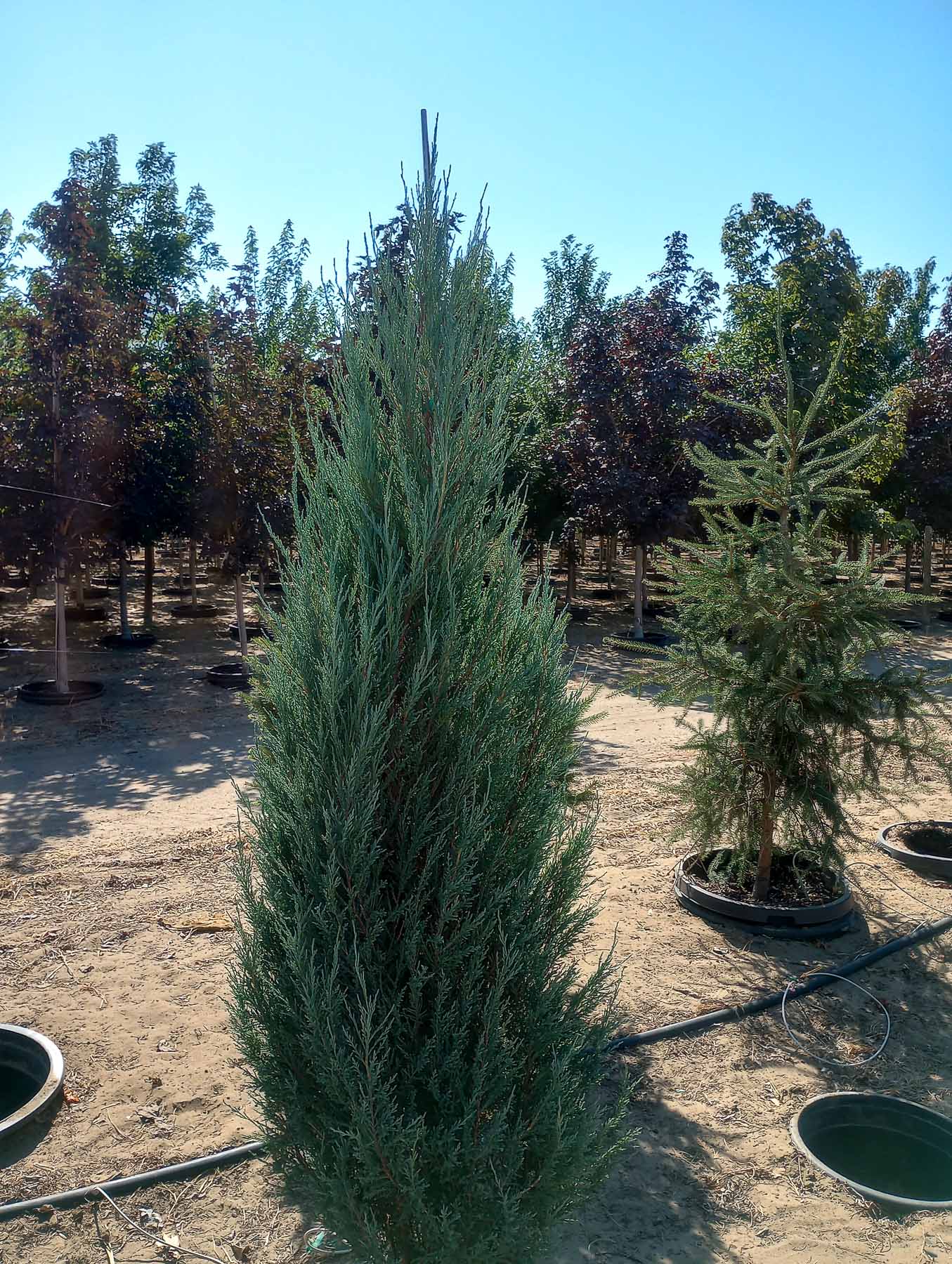 Blue Arrow Juniper | Garden Gate Nursery