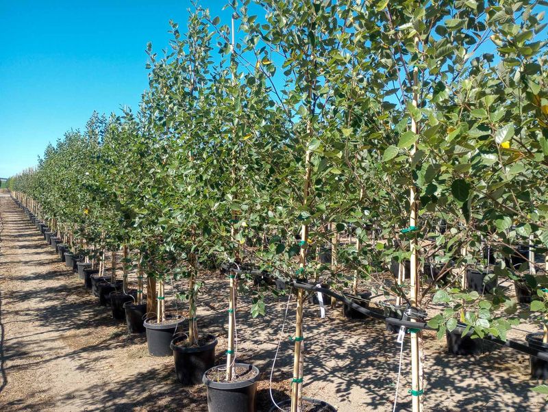 Heritage Birch Tree | Garden Gate Nursery