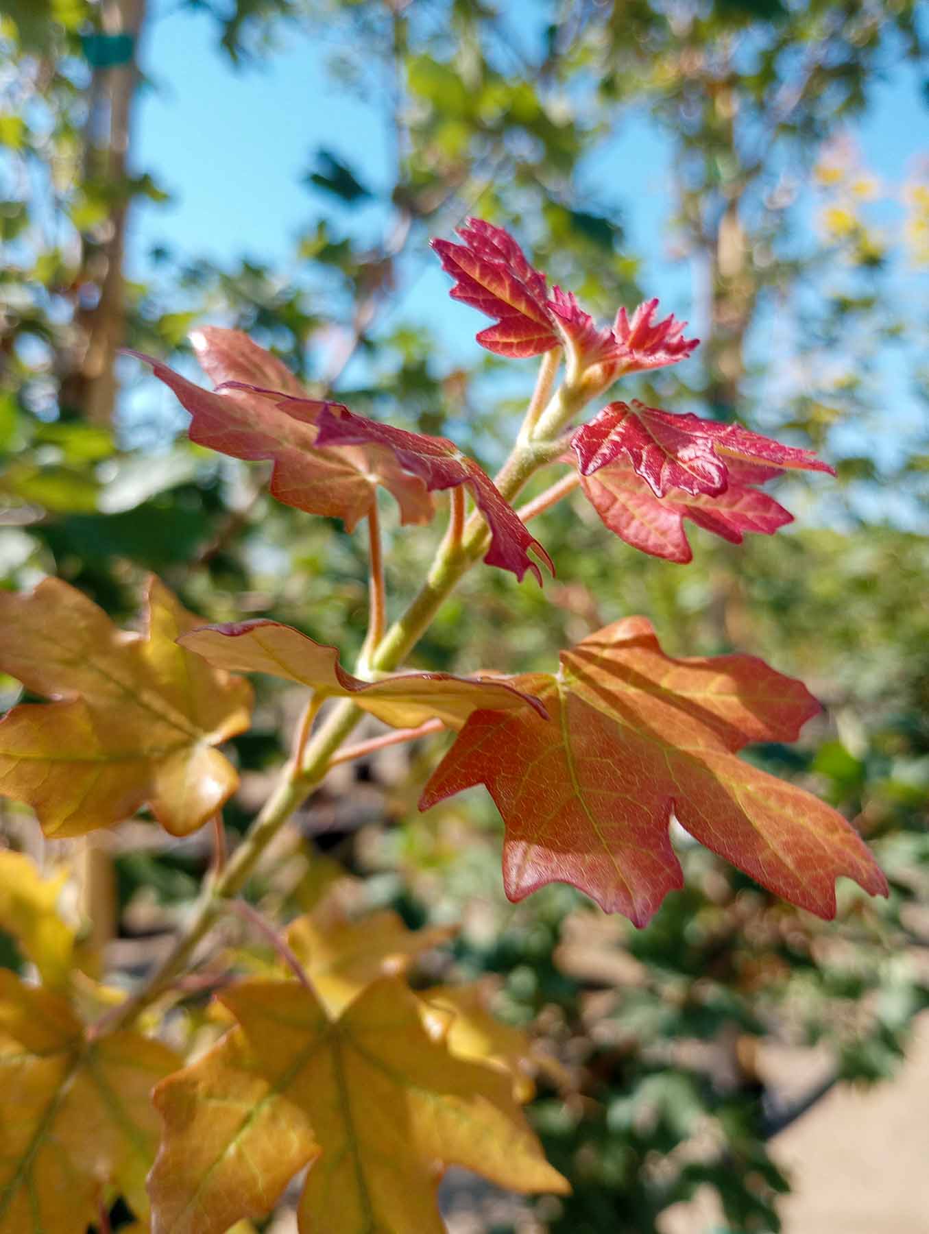 Mesa Glow® Maple | Garden Gate Nursery