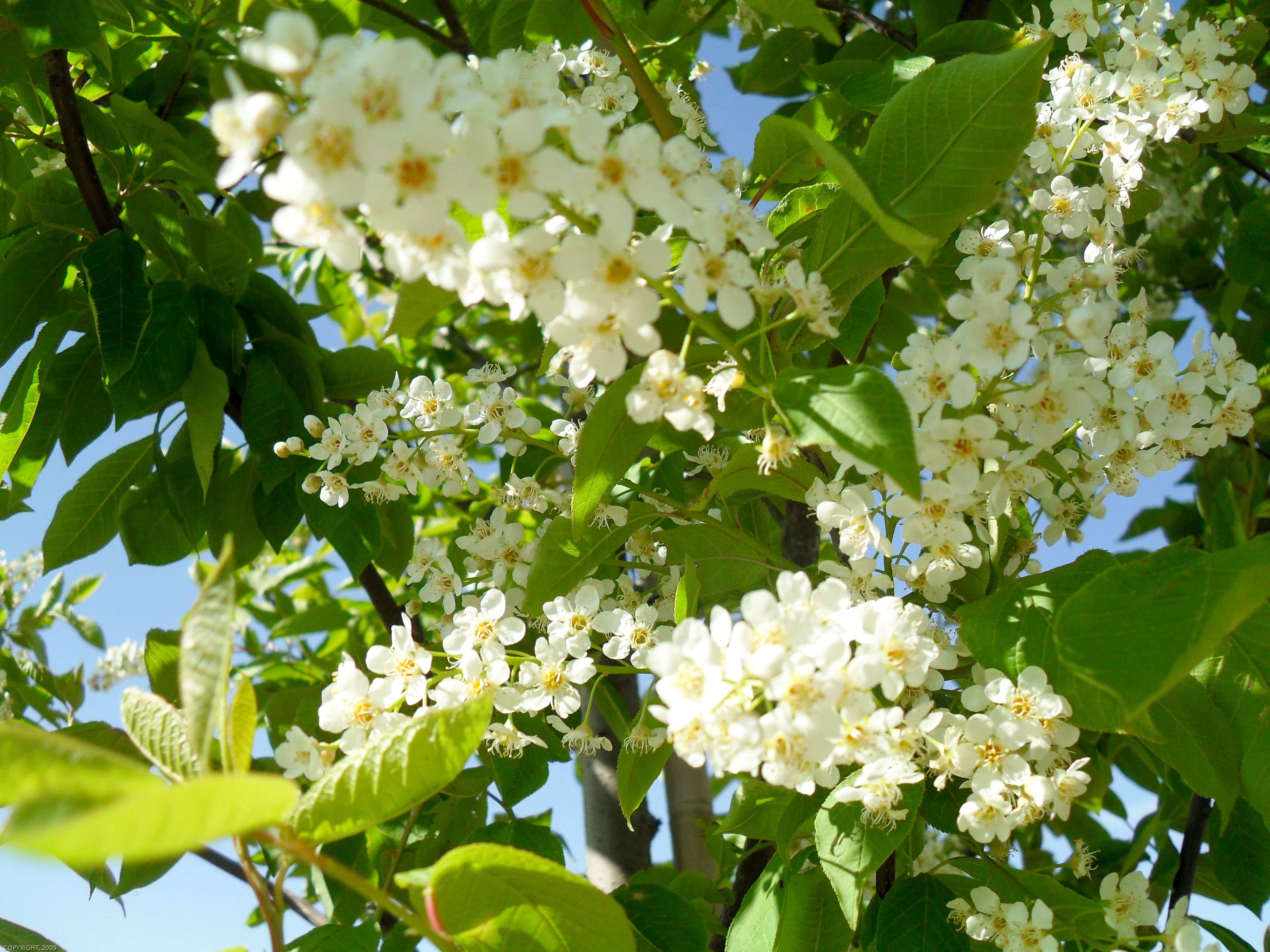 Ornamental Trees for Sale | Garden Gate Nursery