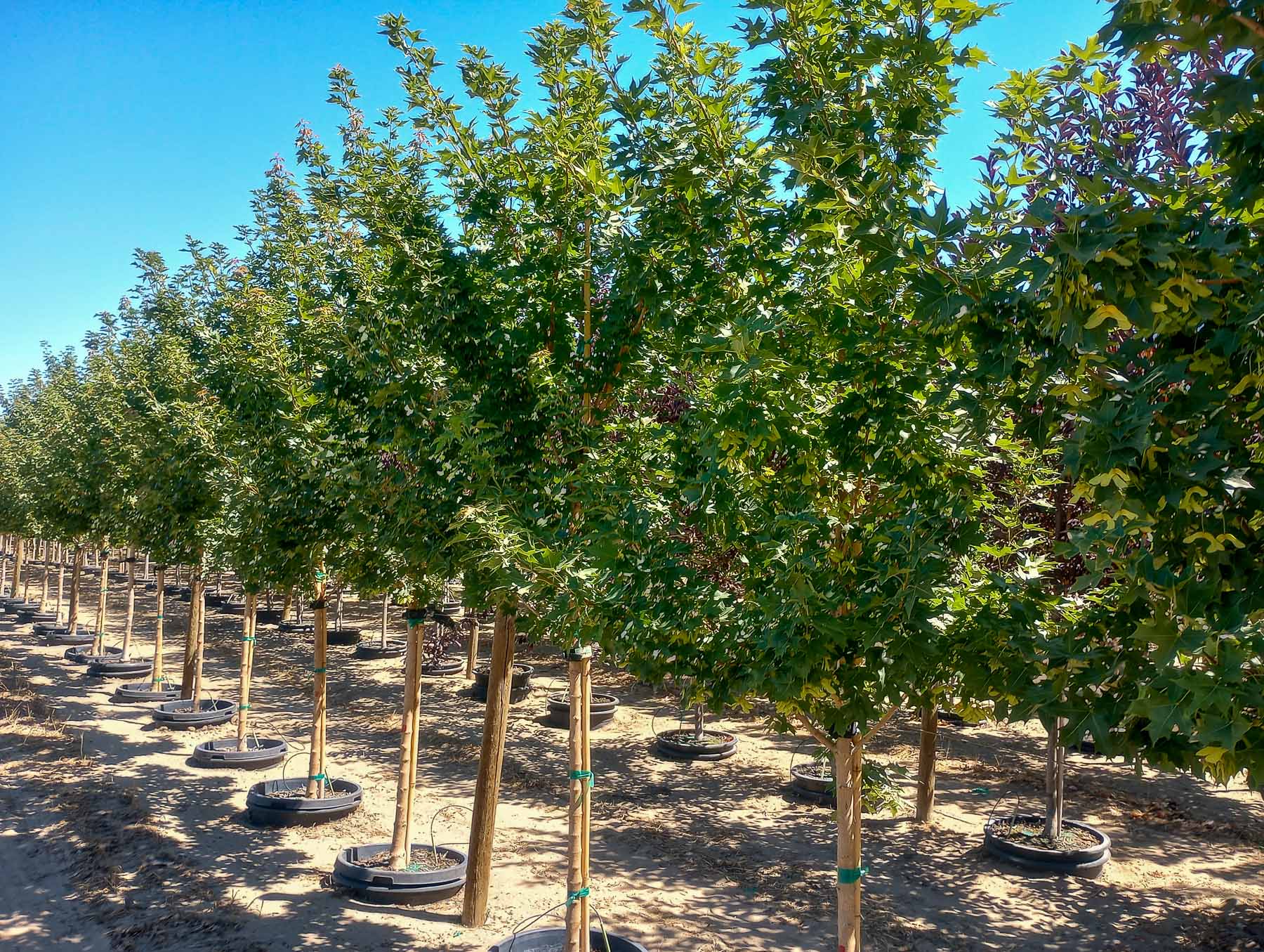 Unveiling the Urban Sunset® Maple: Beauty and Benefits for Urban ...