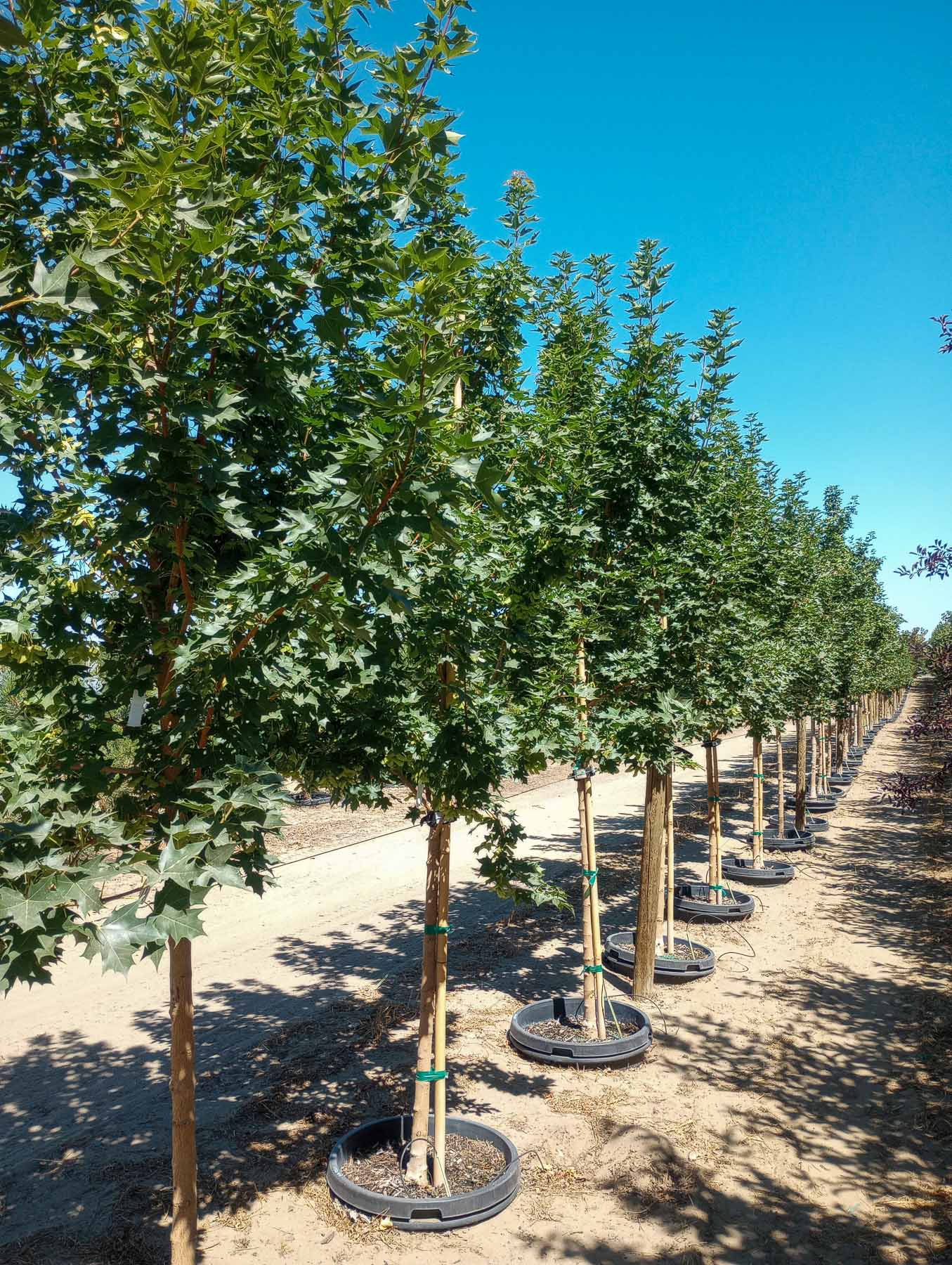 Unveiling the Urban Sunset® Maple: Beauty and Benefits for Urban ...